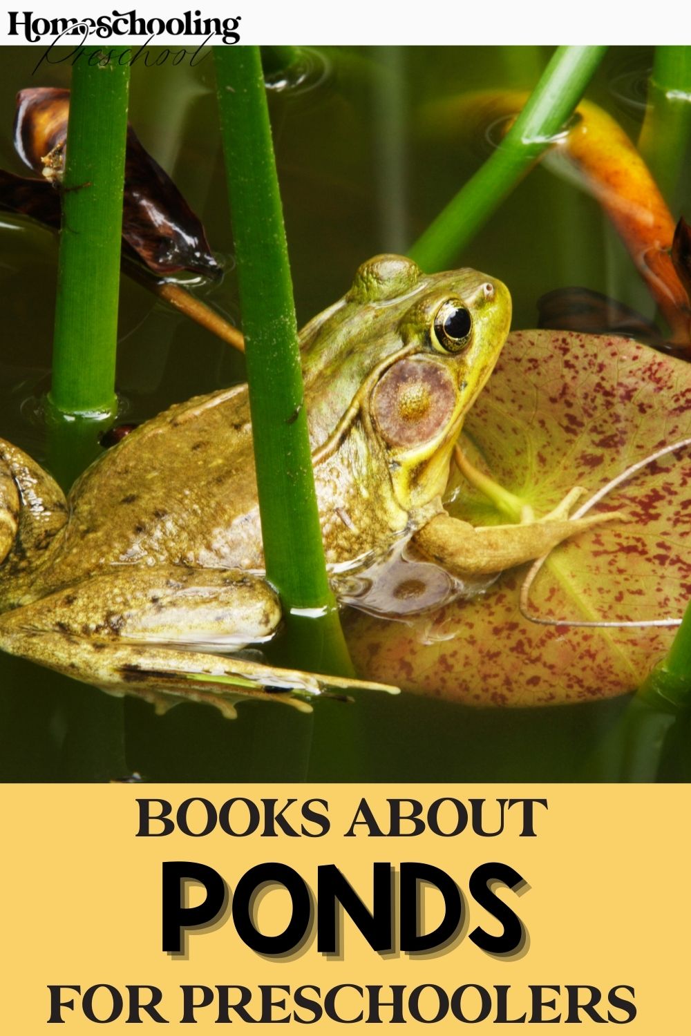 Books About Ponds for Preschoolers - Homeschooling Preschool