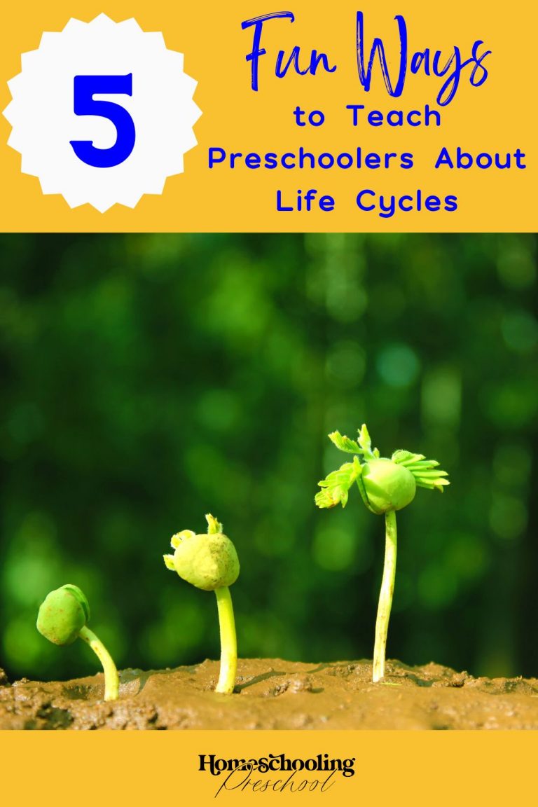 5 Fun Ways to Teach Preschoolers About Life Cycles