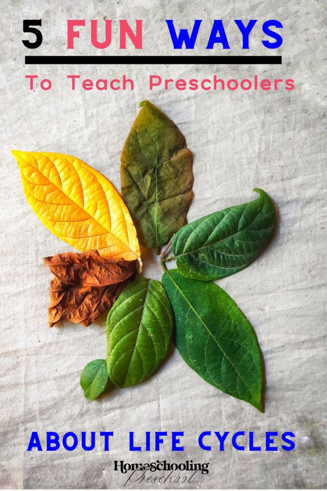 5 Fun Ways to Teach Preschoolers About Life Cycles