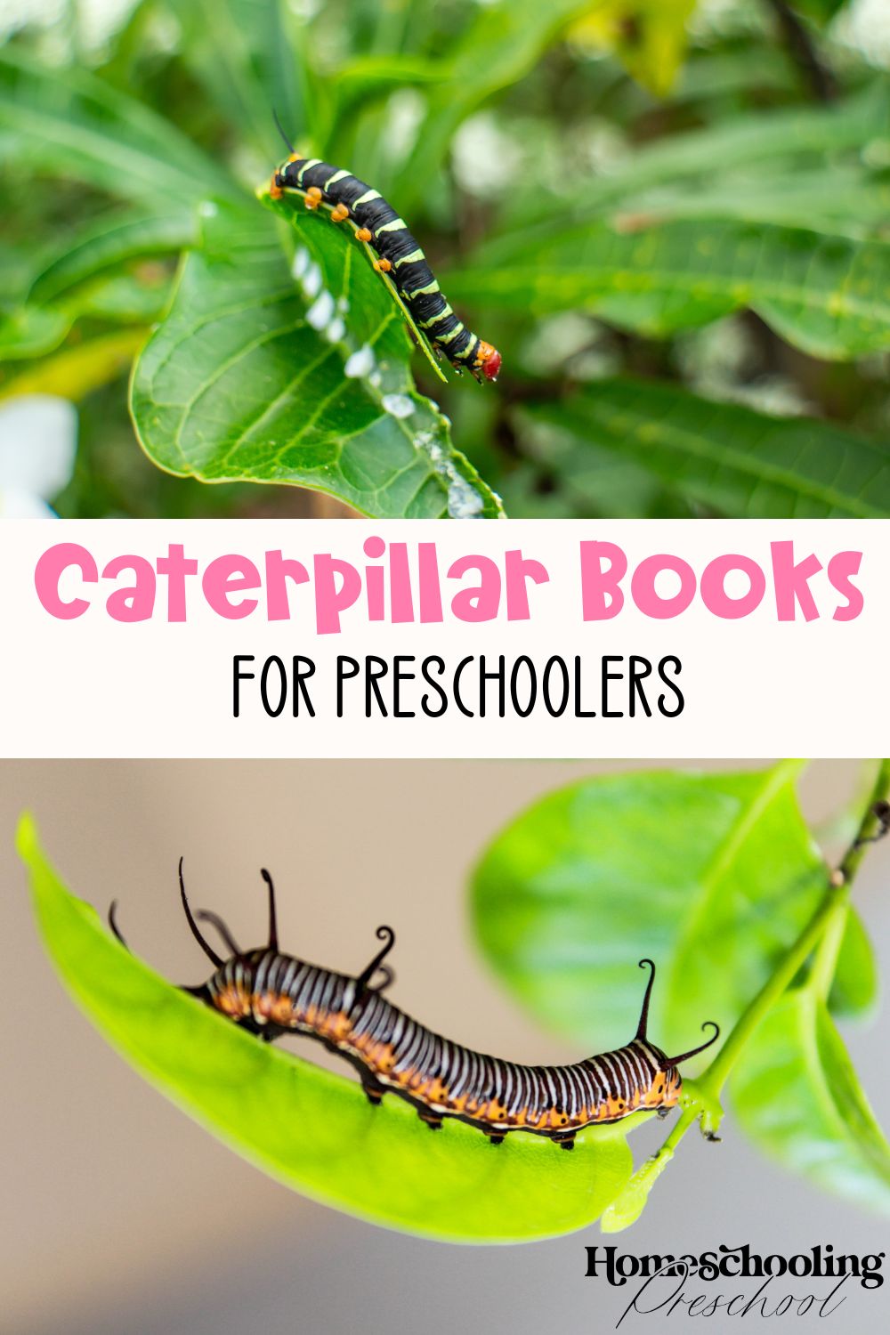 Children's Books About Caterpillars - Homeschooling Preschool