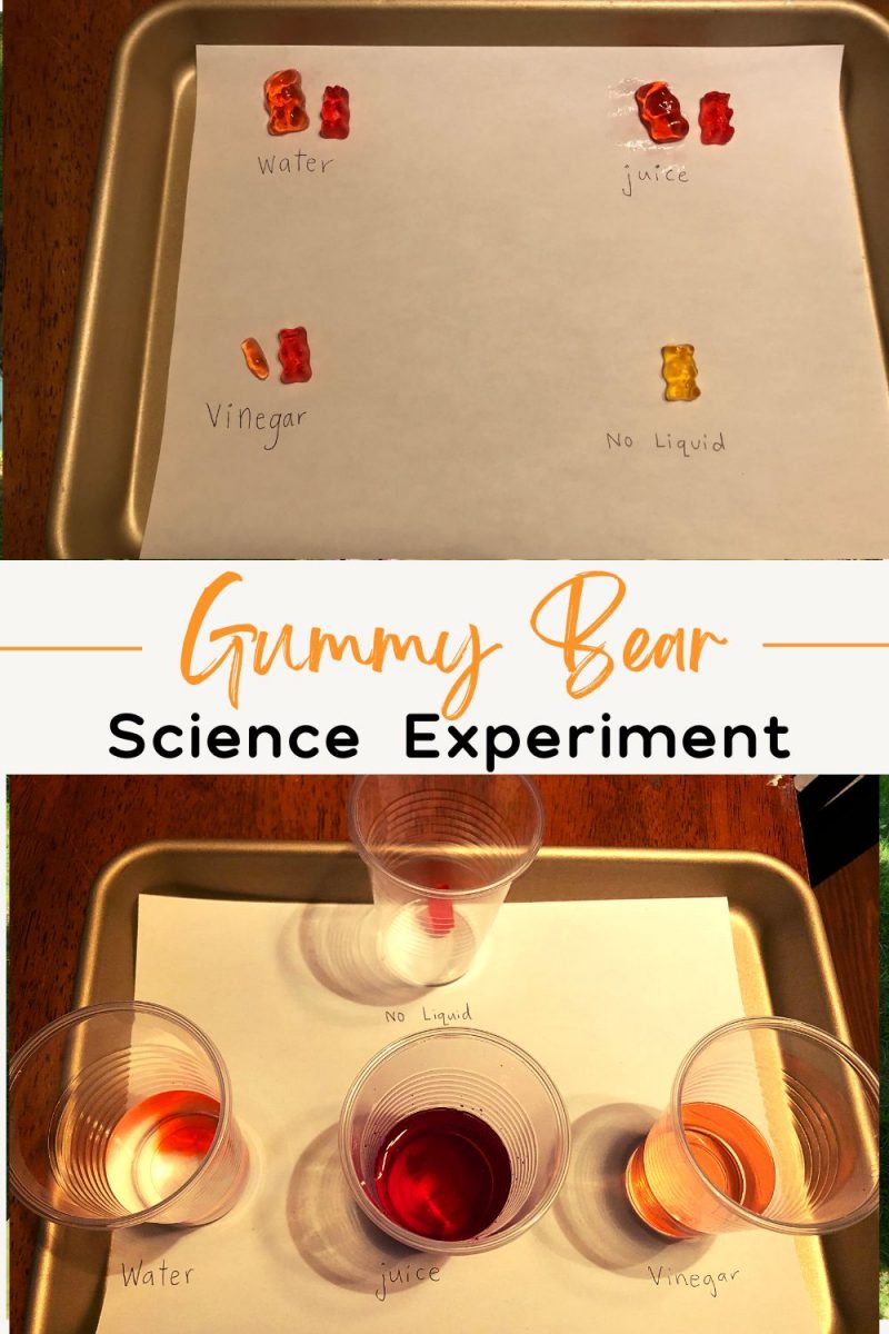 Gummy Bear Science Experiment - Homeschooling Preschool