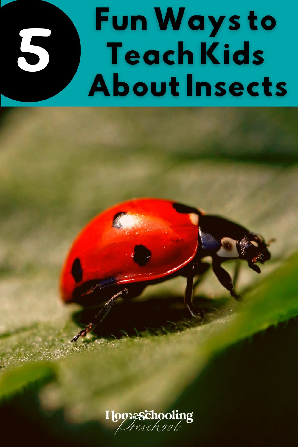 5 Fun Ways to Teach Kids about Insects - Homeschooling Preschool