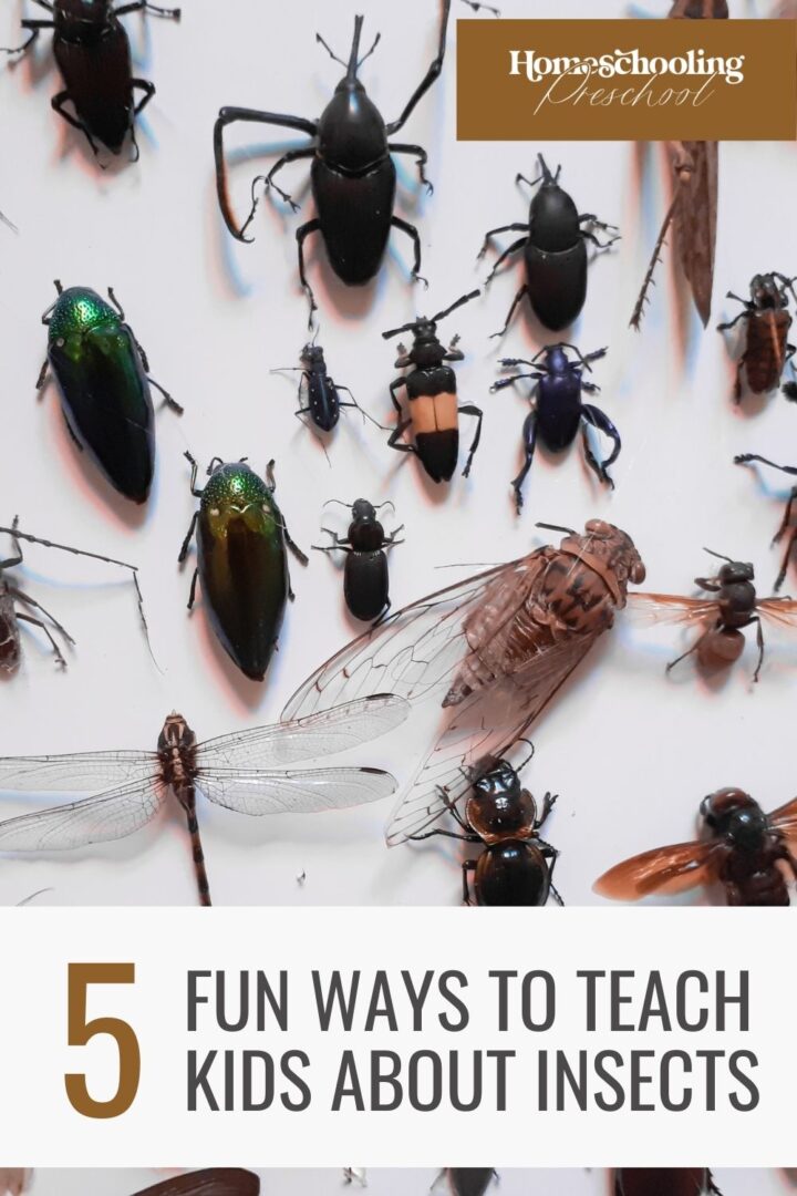 5 Fun Ways to Teach Kids about Insects - Homeschooling Preschool