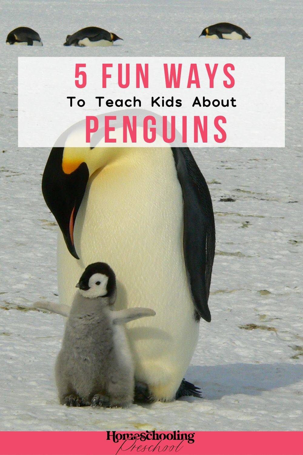 5 Fun Ways to Teach Kids about Penguins - Homeschooling Preschool