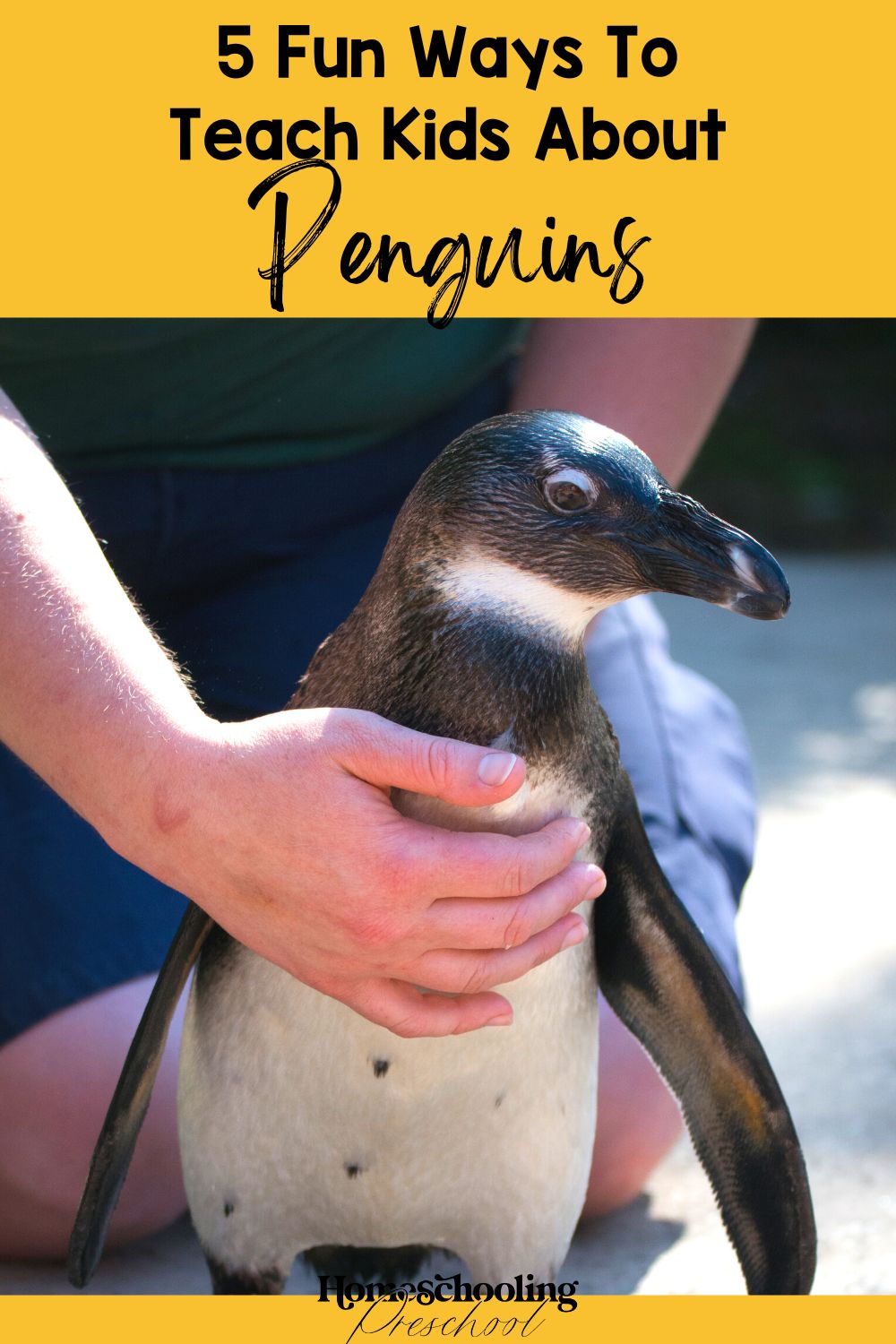 5 Fun Ways to Teach Kids about Penguins - Homeschooling Preschool