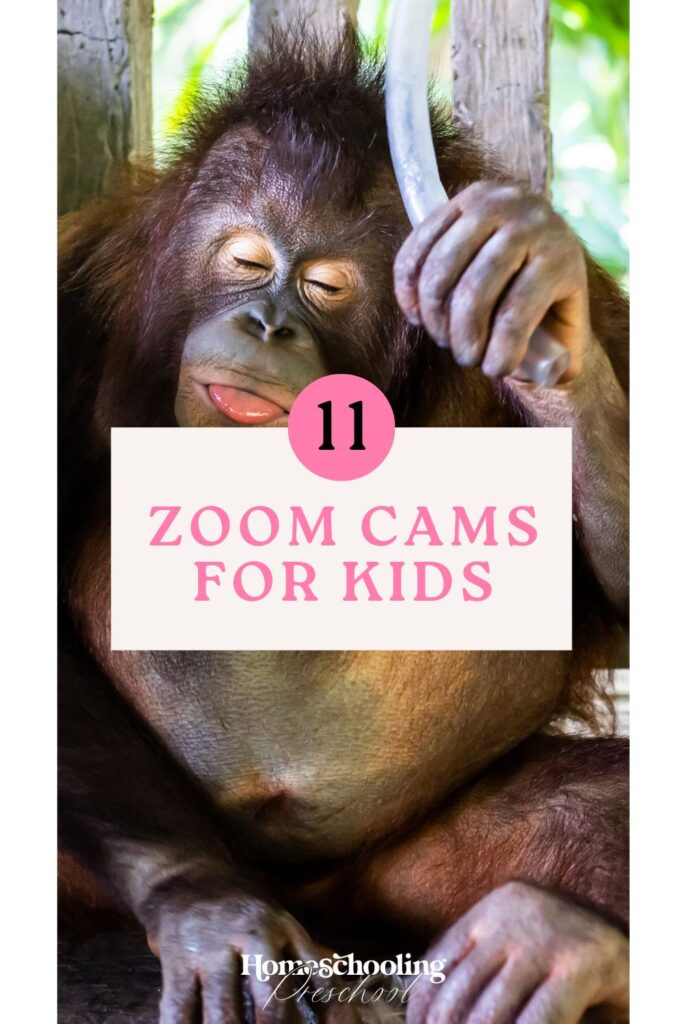 11 Zoo Cams for Kids - Homeschooling Preschool