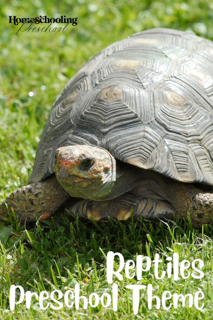 Reptiles Theme for Preschoolers - Homeschooling Preschool